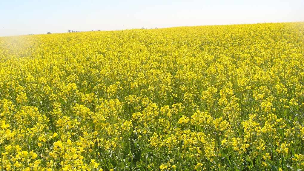 La carinata, el boom de este cultivo en Argentina. – Tierra de Campos